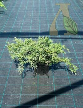 Можжевельник виргинский "Грей Оул" (Juniperus virginiana Grey Owl)
